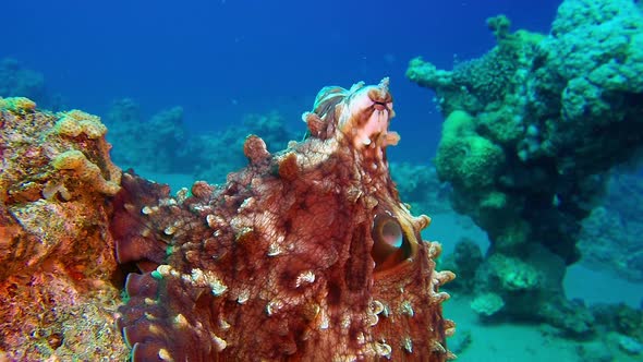 Red Sea Octopus, Stock Footage | VideoHive