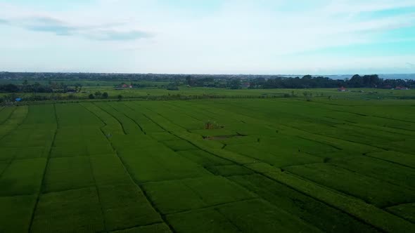 Fly Over Rice Fields in Bali, Stock Footage | VideoHive