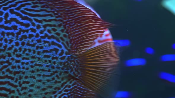 Close Up View of Gorgeous Checkerboard Map Discus Aquarium Fish., Stock ...