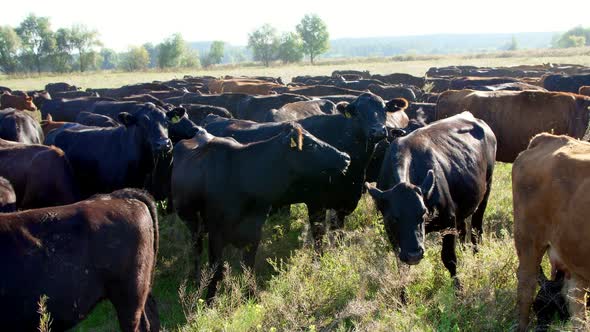 Close Up in Meadow on Farm Big Brown and Black Pedigree Breeding Cows ...