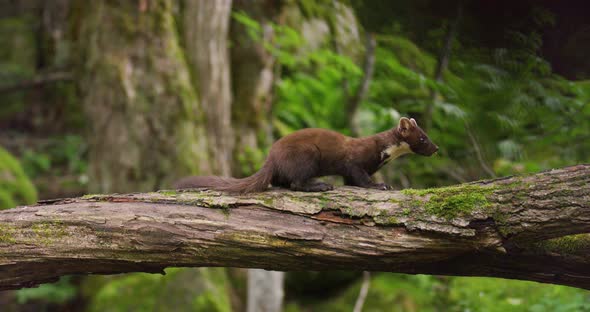 European Pine Marten Eating on Overturned Tree in the Woods, Stock Footage