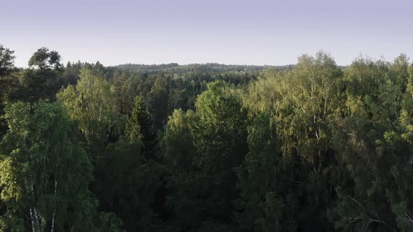 Flight Over Old Growth Boreal Forest with Dead Trees in Beaver Flooded, Stock Footage