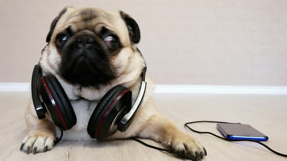 Surprised, Troubled, Funny Pug Dog Lies in Headphones Listening Music ...