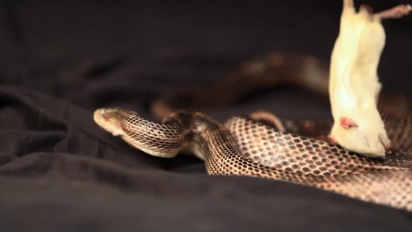 Rat Snake Feeding on a Big White Mouse, Stock Footage | VideoHive