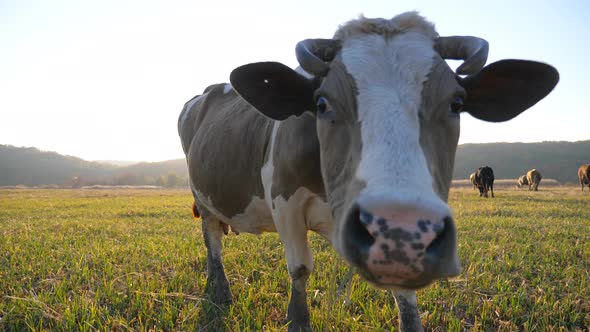 Curious Cow Looking Into Camera and Sniffing It, Stock Footage | VideoHive