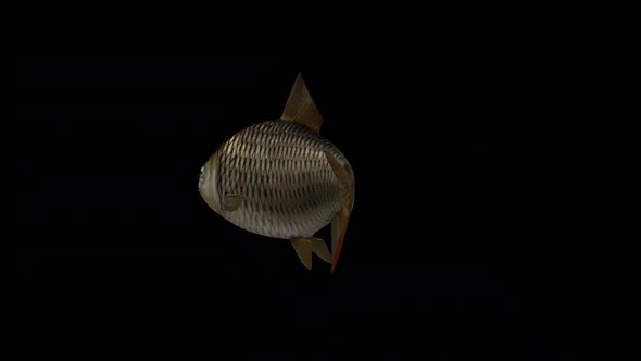 Fish Fast Swimming – Back Side View, Motion Graphics | VideoHive