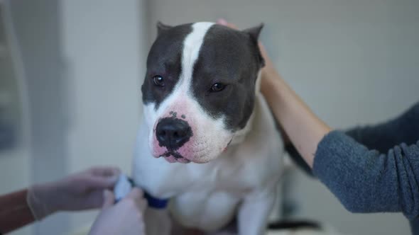 Closeup Portrait of Worried Dog in Veterinary Clinic with Veterinarian ...