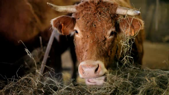 cow eating, Stock Footage | VideoHive