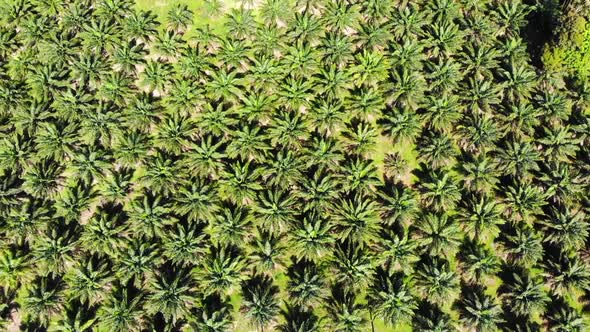 Aerial view of palm plantation, Stock Footage | VideoHive