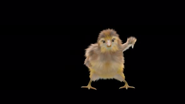 28 Baby Chicks Dancing 4K, Motion Graphics | VideoHive