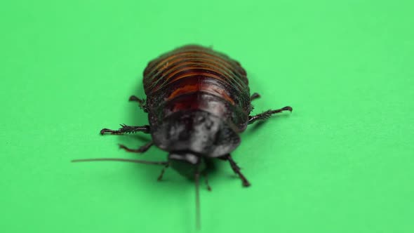 One Cockroach Spinning on Its Back and Trying To Stand on Its Paws ...