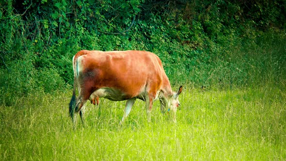 Cow (4K), Stock Footage | VideoHive