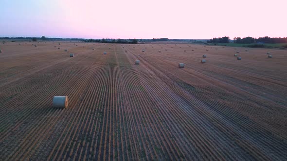Flying Above the Field With Hay Rolls Sunrise. Hay Bale Rolls in the ...