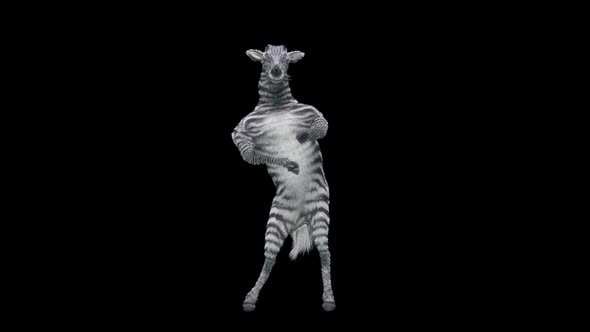 29 Zebra Dancing HD, Motion Graphics | VideoHive