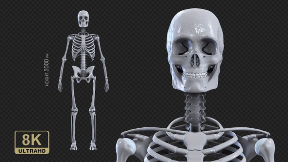 Skeleton Rotate, Motion Graphics | VideoHive