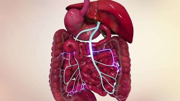 Animated representation of the human digestive system., Motion Graphics