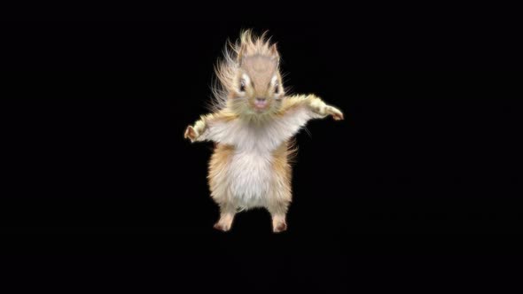 76 Chipmunk Dancing 4K, Motion Graphics | VideoHive