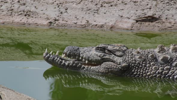 Crocodile Mutilated in the Jaw, Stock Footage | VideoHive