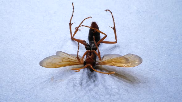 Dead Insect, Stock Footage | VideoHive