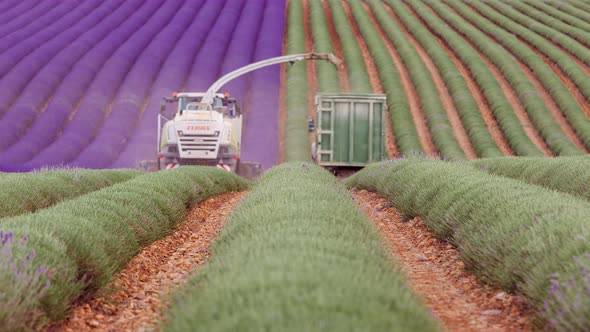 Time Lapse of tractor working on a violet lavender field. lavender ...