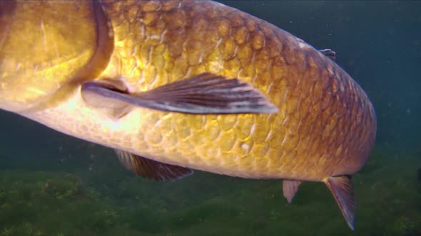 Grass Carp Ctenopharyngodon Idella Freshwater Fish, Stock Footage ...