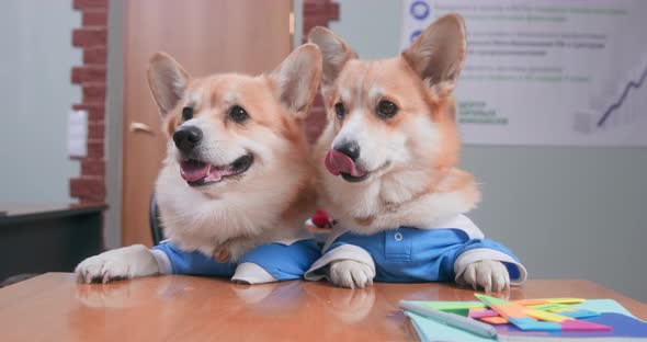 Two Mischievous Welsh Corgi Pembroke or Cardigan Dogs in Blue Polo ...