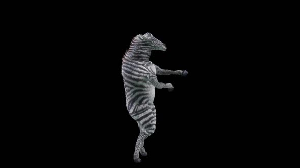 29 Zebra Dancing HD, Motion Graphics | VideoHive