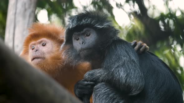 Family of Javan Surili Monkeys Resting on Trees, Stock Footage | VideoHive