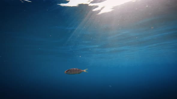 Funny Fish Swimming Happy Underwater, Stock Footage | VideoHive