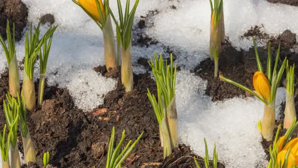 Timelapse Flowers Bloom in Spring, Stock Footage | VideoHive