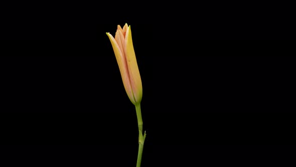 Beautiful Flowers Day Lily Opening, Stock Footage | VideoHive