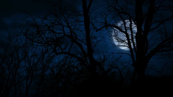 Stormy Night With Moon Behind The Trees, Stock Footage | VideoHive