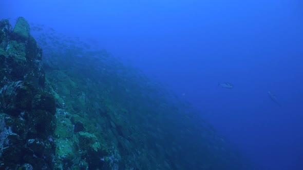 Big fish shoal swimming downwards rocky underwater slope, Stock Footage