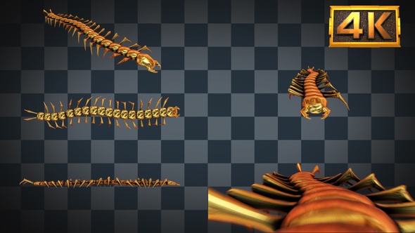 4K 5 In 1 Golden Centipede, Motion Graphics | VideoHive