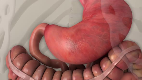 digestive system 287.mov, Motion Graphics | VideoHive