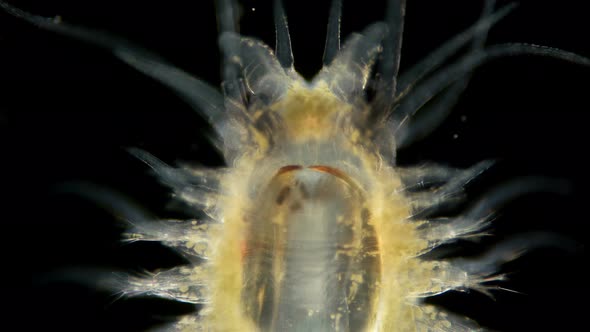 Worm Polychaeta Under a Microscope, This Is the Annelida Class, Live in ...