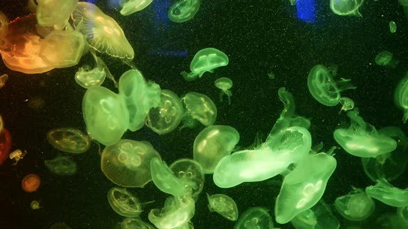 Shiny Vibrant Fluorescent Jellyfish Glow Underwater, Dark Neon Dynamic ...