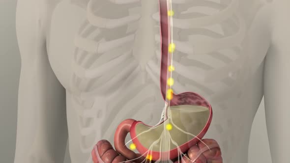 digestive system 51.mov, Motion Graphics | VideoHive