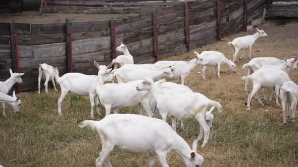 Flock of Goats Walking in Slow Motion in Paddock Outdoors, Stock Footage