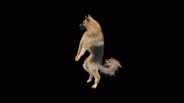 Dog Dance 4K, Motion Graphics | VideoHive