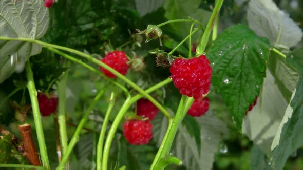 Summer Rain Dripping on a Bush Full of Juicy and Ripe Raspberries ...