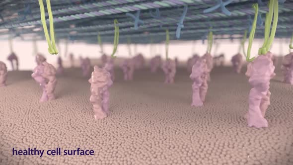 Cancer cell surface and healthy cell surface, Motion Graphics | VideoHive