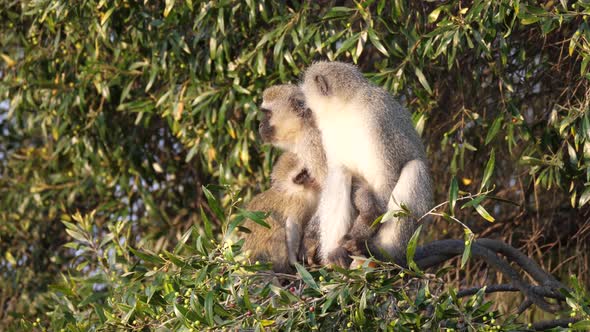 Vervet monkey looking at his feet in tree , Stock Footage | VideoHive