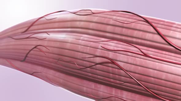 muscles and tendon- 3d Animation, Motion Graphics | VideoHive