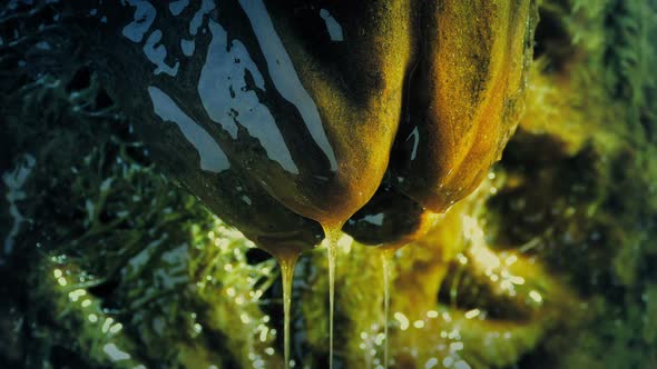 Alien Organism Dripping Slime, Stock Footage | VideoHive