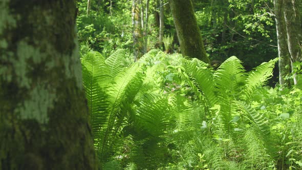 Beautiful Fern Forest In The Morning, Stock Footage | VideoHive