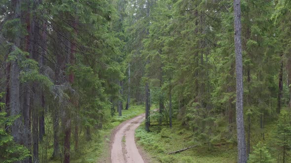 A Natural Old Growth Boreal Forest, Stock Footage | VideoHive
