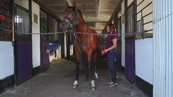Horse Breeding on Farm Woman Is Grooming Stallion in Stable, Stock Footage