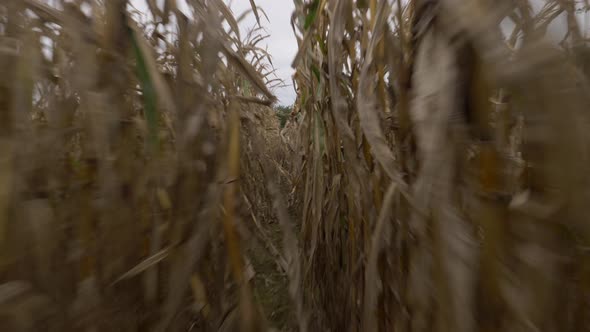 video of a scared man trying to get out of a corn field., Stock Footage