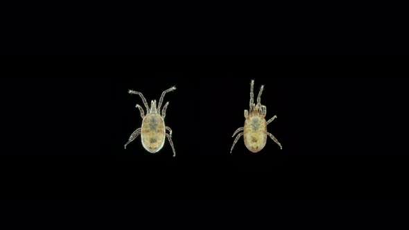 Mite of the order Mesostigmata under a microscope, class Arachnida ...